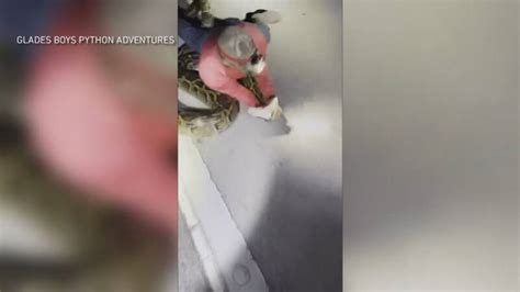 Watch Group Of Friends Capture Record Breaking Burmese Python In South
