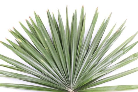 รูปภาพanahaw เลือกดูภาพถ่ายสต็อก เวกเตอร์ และวิดีโอ506 Adobe Stock