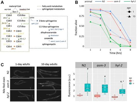 Loss Of Hyl 2 Cer Synthase Results In Poor Oxidative Stress Responses Download Scientific
