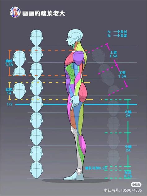 Pin By 猫猫 王 On 人体结构 Human Anatomy Drawing Anatomy Human Anatomy Art