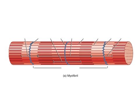 Myofibril Structure Identification Quiz