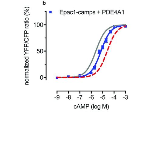 Local Pde Activity Creates A Camp Gradient In Cytosolic Fractions Download Scientific Diagram