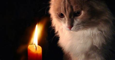 Закарпаттяобленерго опублікувало графік вимкнення світла на 24 червня