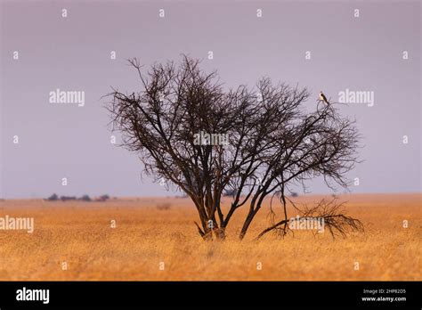 Types Of Trees With Pictures Hi Res Stock Photography And Images Alamy