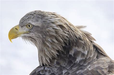 흰꼬리수리가 유빙 따라 날아왔다