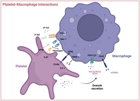 Macrophages And Platelets In Liver Fibrosis And Hepatocellular