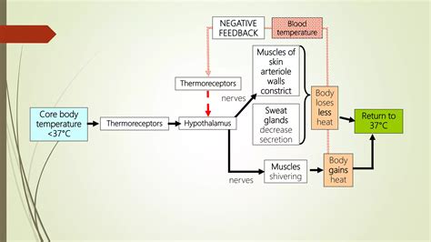 Regulation Of Temperature Of Human Body Pptx
