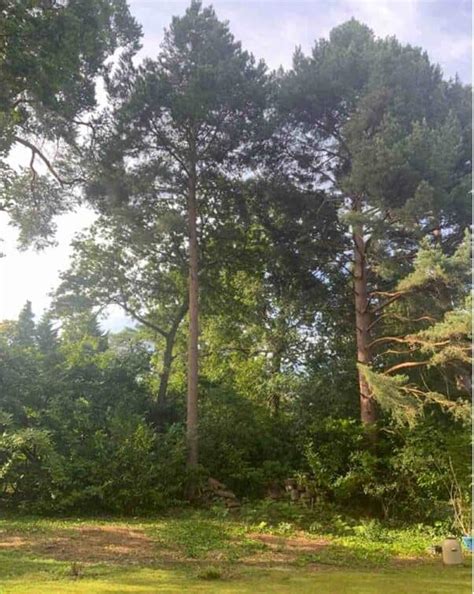 Tree Surveys In Buckinghamshire ProHort Contact Us