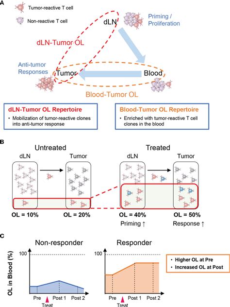 Frontiers Revealing Clonal Responses Of Tumor Reactive T Cells