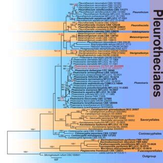 Phylogenetic Tree Of Bayesian Analysis Based On A Concatenated Download Scientific Diagram