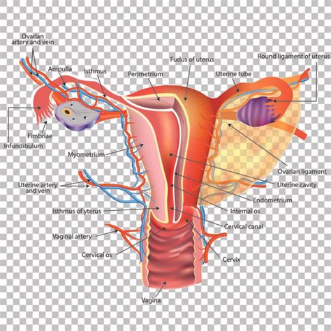 Egg Anatomy Free Stock Vectors