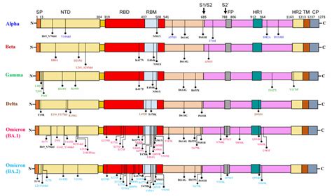 Mutational Profiles Of The Variants Of Concerns Spike Protein Download Scientific Diagram