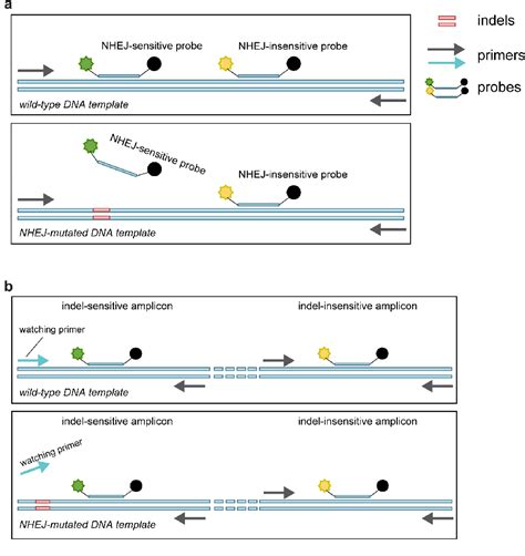Figure 1 From A Digital Pcr Method Based On Highly Specific Taq For Detecting Gene Editing And