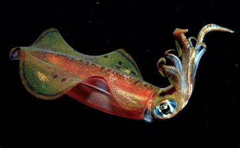 Hướng Dẫn Phân Biệt Mực Ma Mực Xà Và Mực Lá Đại Dương Hải Sản Tươi Sống