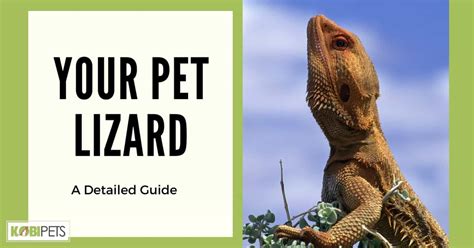 Your Pet Lizard A Detailed Guide Kobi Pets