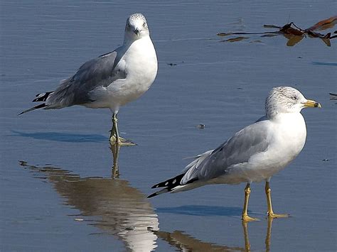 Free Picture Seagull Flying Ocean