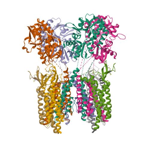 Rcsb Pdb 8p3t Homomeric Glua1 In Tandem With Tarp Gamma 3 Desensitized Conformation 1