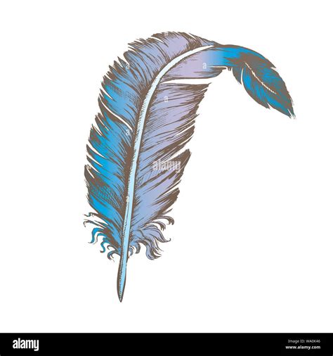 Color Decorative Bird Element Feather Vintage Vector Stock Vector Image And Art Alamy