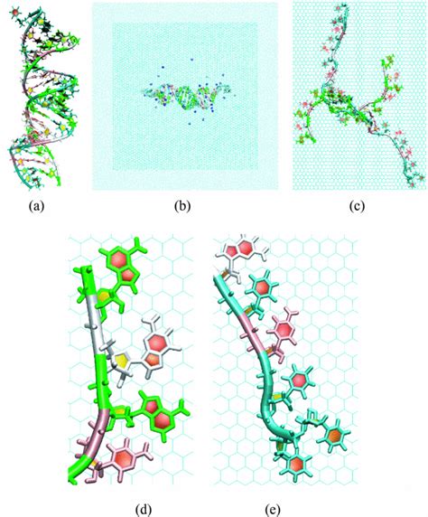 A Sirna Crystal Structure Pdb Code 1f8s And B The Initial
