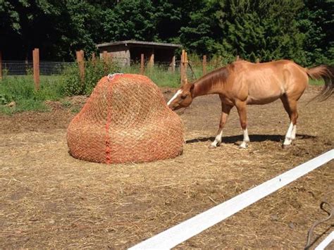 Orange Slow Feeder Hay Nets Ocen Llc
