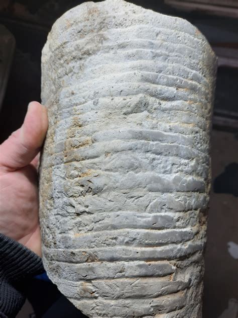 Fossil Either Crinoid Or Cephalopod Etsy