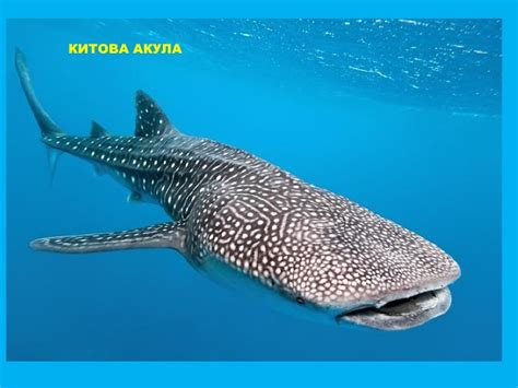 Презентація Різноманітність риб