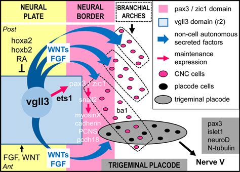 Proposed Model Showing Vgll3 Functions In Trigeminal Placode Nerve