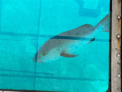 줌줌 후기 호주트래블 케언즈 케언즈 여행의 필수코스 그레이트베리어리프 선러버크루즈 패키지 이상