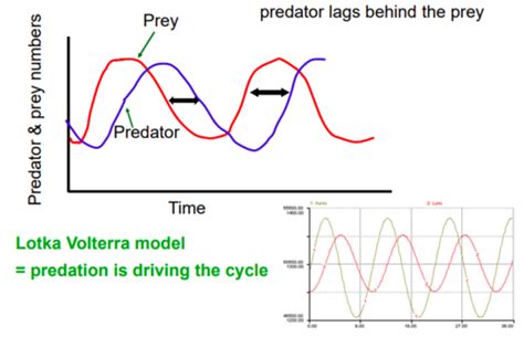Predator Prey Dynamics Flashcards Quizlet