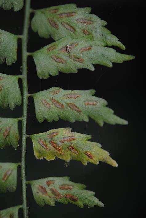 Asplenium Auriculatum Ferns And Lycophytes Of The World