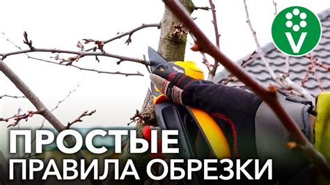 КАК ОБРЕЗАТЬ СЛИВУ Правила обрезки сливы для начинающих Youtube