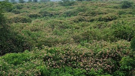 Citizen Science Uses Dna Barcodes To Track Biocontrol Agent