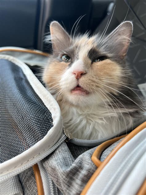 Psbattle Cat After Anesthesia R Photoshopbattles