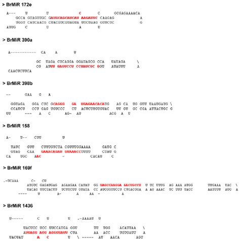 Stem Loop Hairpin Structures Of Representative MiRNA Families Red Download Scientific Diagram