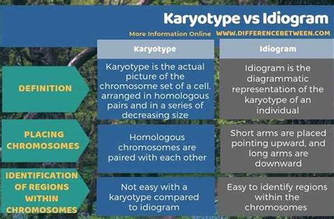 Unterschied Zwischen Karyotyp Und Idiogramm Prodiffs