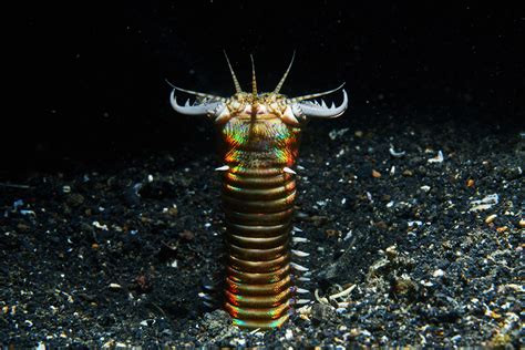 Is This A Fossilized Lair Of The Dreaded Bobbit Worm Wired