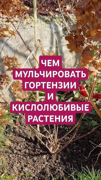 ЧЕМ мульчировать гортензии и кислолюбивые растения Shorts гортензия Garden сад Youtube