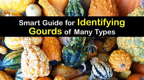 What Are Gourds And What Are They Used For