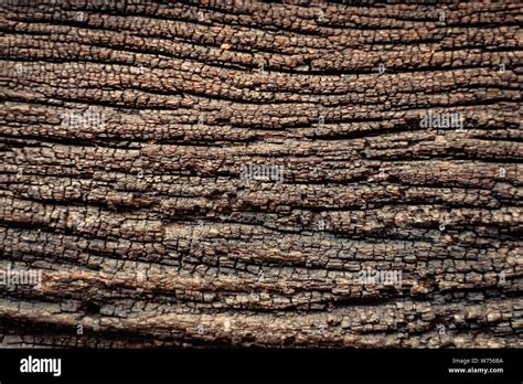 Tree Bark Texture Background Natural Surface Stock Photo Alamy