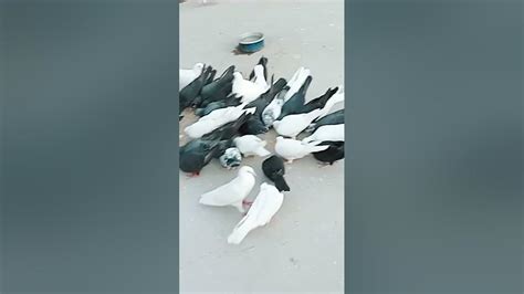 Soo Cute Sinary Youtube