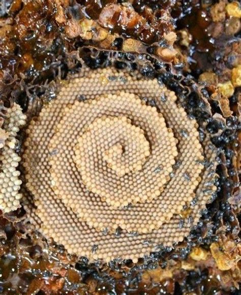 计算五边形面积蜂巢结构为何是六边形？其中蕴藏数学秘密，计算机也用到蜂窝结构 Csdn博客