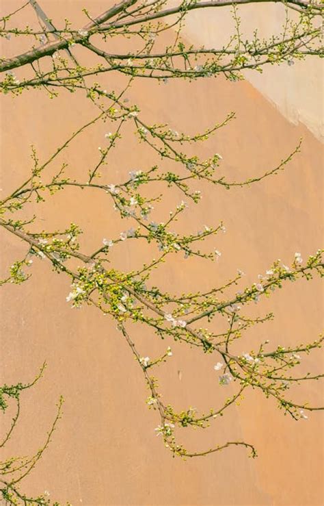 집 밖의 가지 각성 경치 경치가 좋은 계절 계절의 변화 고요한 교활한 꽃 꽃무늬 꽃이 만개한 꽃이 피는 꽃잎 나무 나뭇잎 단순함 대조