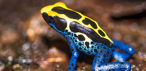 Oakland Zoo Poison Dart Frogs Oakland Zoo Poison Dart Frogs