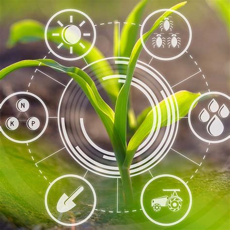 Plant Disease Dataset Kaggle