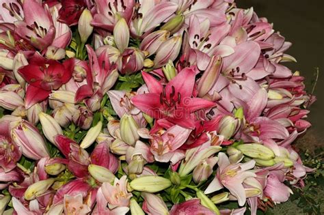 Nice Colorful Lily Blossom Stock Photo Image Of Garden