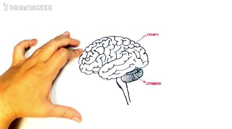 How To Draw A Brain Tutorials To Learn From