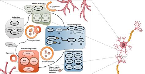 Multimodal Bioinformatic Analyses Of The Neurodegenerative Disease Associated Tecpr2 Gene Reveal