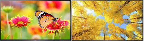 TCL Vs LG What S The Difference TechColleague