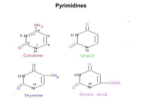 Nucleotides 1 Pptx Presentation On Nucleotides Structure Ppt