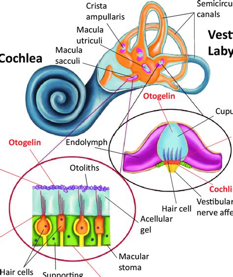 Anatomy Embryology Of Vestibular System